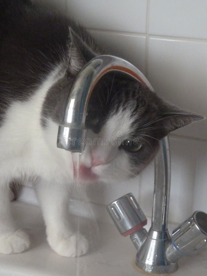 Cat that drinks on tap stock image. Image of thirst - 153690211