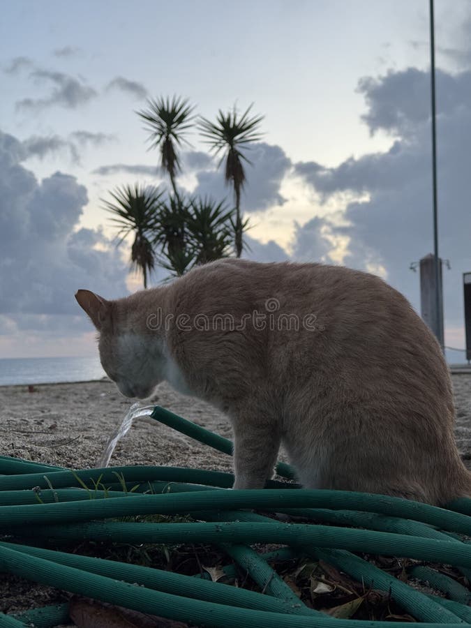 Cat Drinks Water from a Hose Stock Photo - Image of hose, funny: 373207256