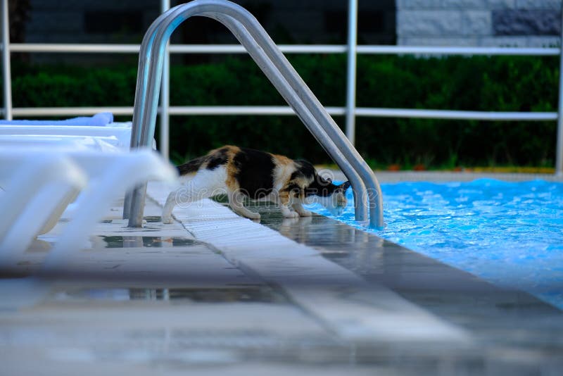 The Cat that Drinks Water from the Pool Stock Image - Image of young ...