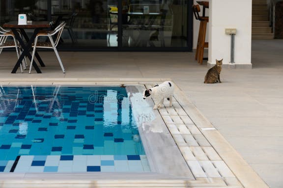 The Cat Drinks Water from the Pool Stock Image - Image of mouth, water ...