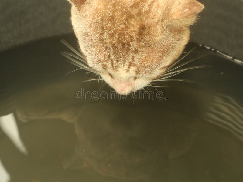A Cat Drinks in a Water Tank Stock Image - Image of whiskers, furry ...