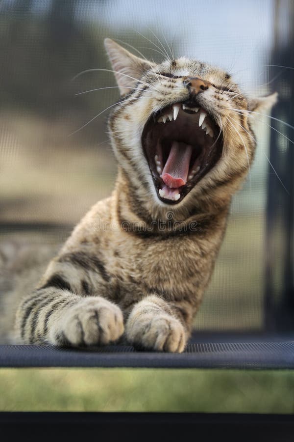 1,019 Kitten Fangs Stock Photos - Free & Royalty-Free Stock Photos from ...
