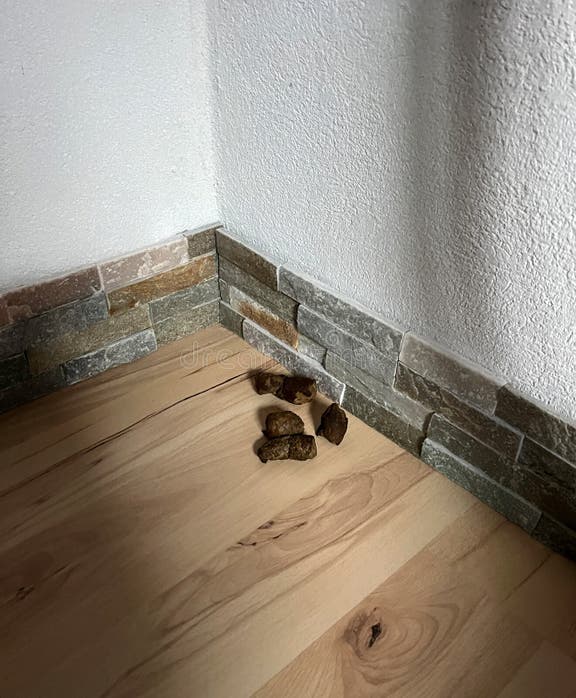 Cat droppings feces cat stock image. Image of silent - 266983467