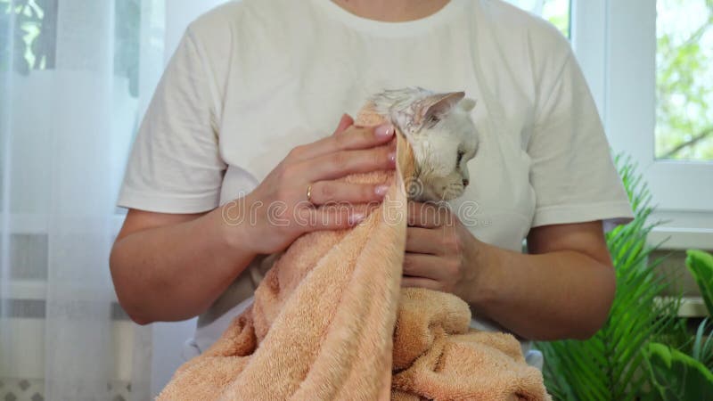 Cat Drying Process, Gentle Towel Care for Pets with Love and Patience ...