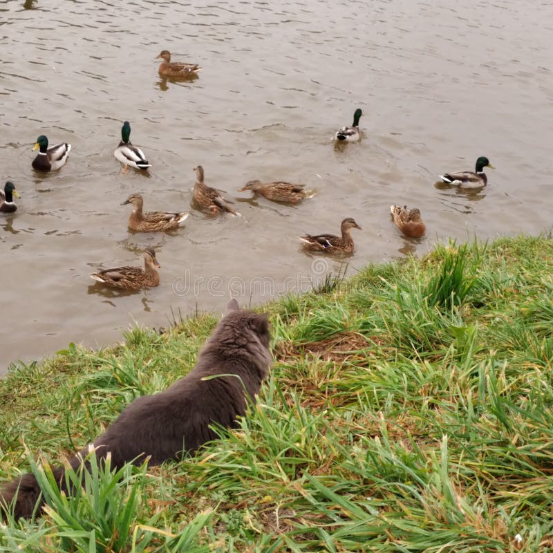 Cat and ducks stock image. Image of wildlife, water - 163164689