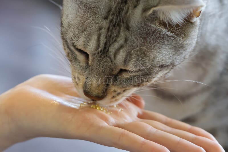 Cat eat caviar from hand. stock image. Image of face - 258177695