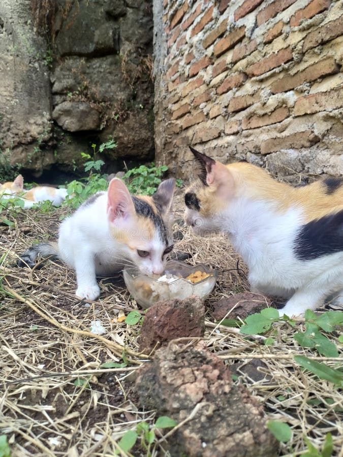 Cat eat in outdoors stock photo. Image of animal, mammal - 221104222