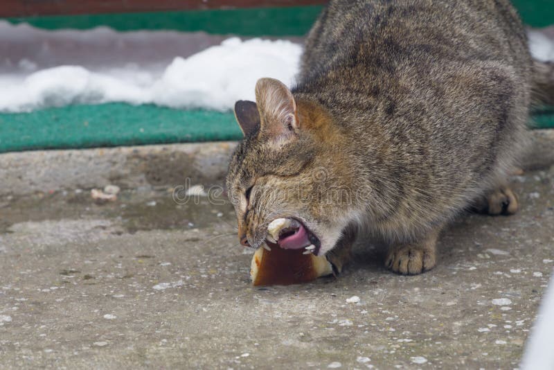 Cat Eat Raw Bacon on Concrete Stock Photo - Image of animal, feline ...