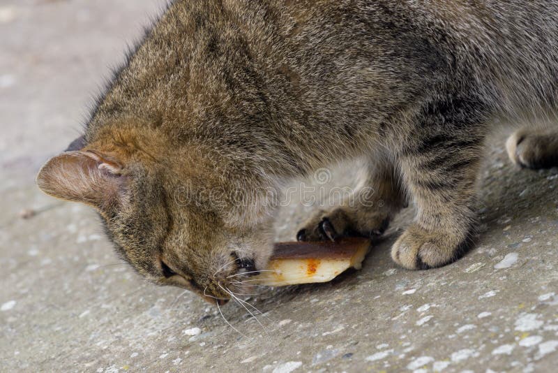 Cat Eat Raw Bacon on Concrete Stock Image - Image of domestic, food ...