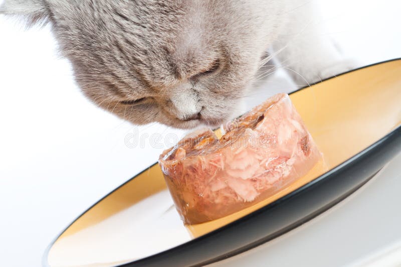 Eating cat stock photo. Image of nutrition, kitty, domestic - 9293408