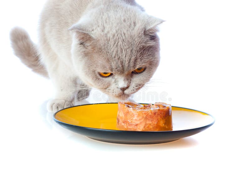 Cat eating stock image. Image of bowl, pretty, blue, lunch - 13138215