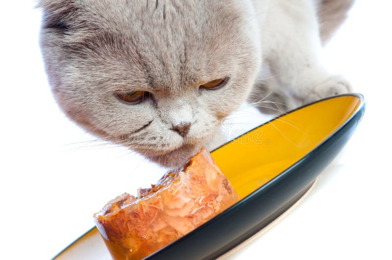 Cat eating stock image. Image of lovely, feeding, meat - 13138221