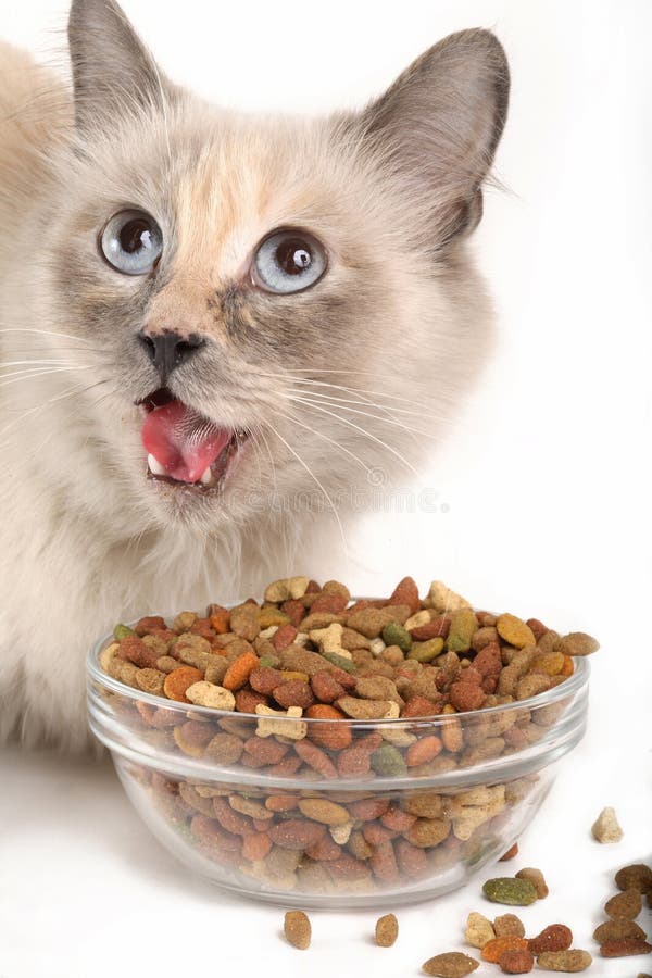 Cat eating stock image. Image of tastefully, colorful - 21755449