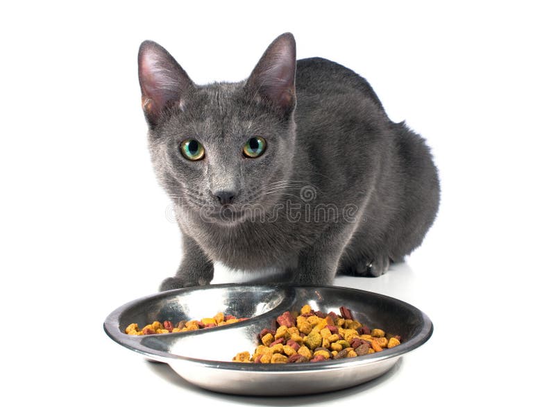 6,472 Gray Cat Eating Ramen Stock Photos - Free & Royalty-Free Stock ...