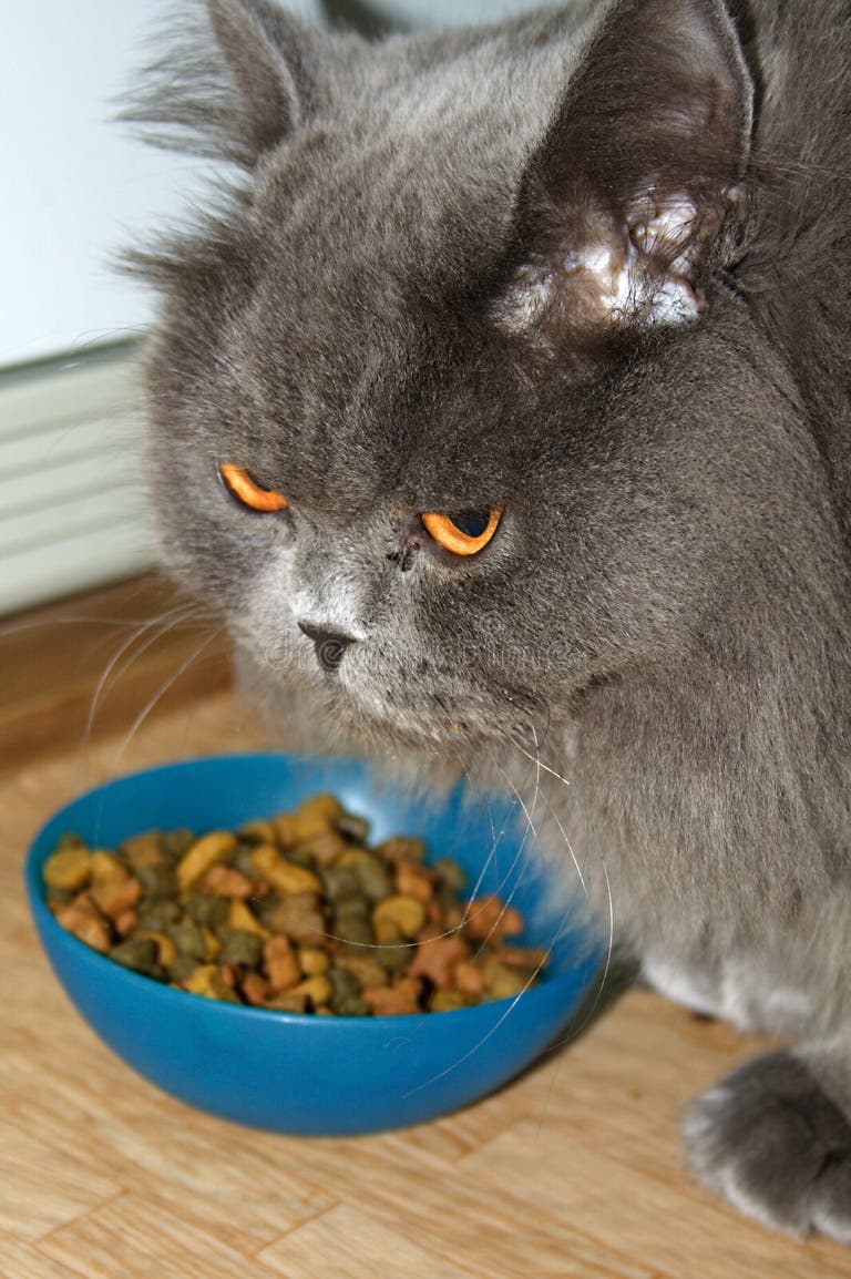 6,472 Gray Cat Eating Ramen Stock Photos - Free & Royalty-Free Stock ...