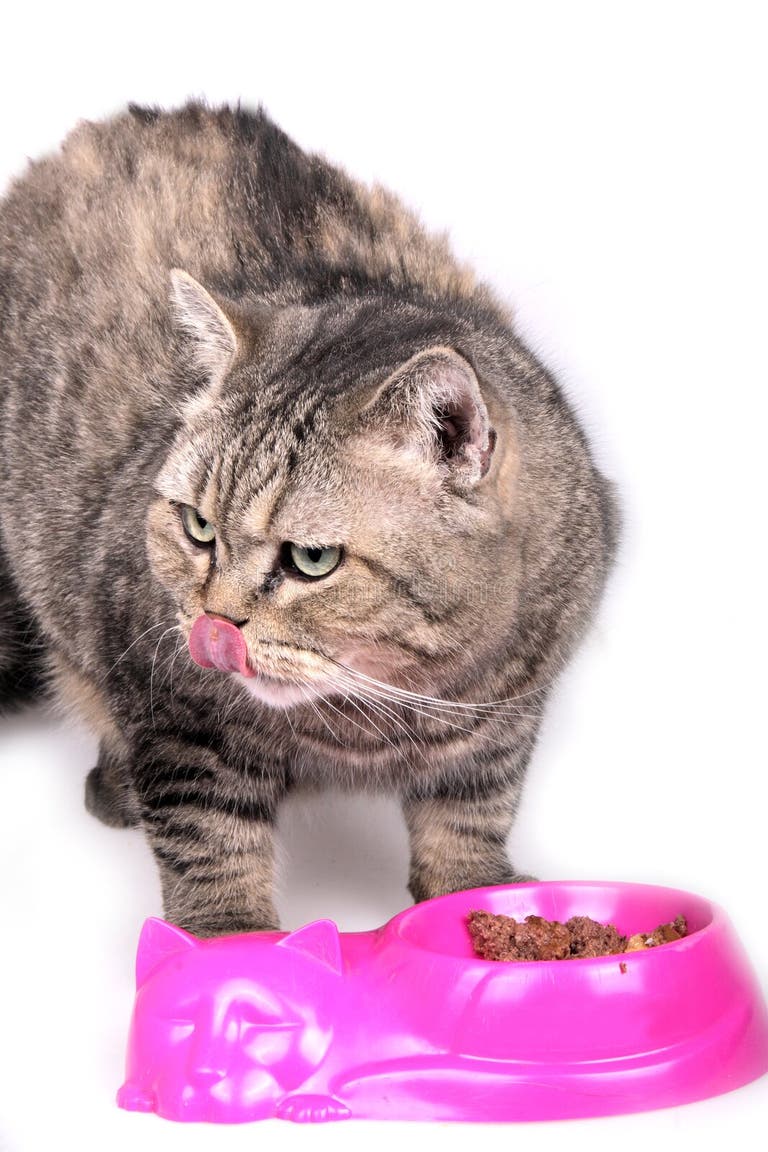 6,472 Gray Cat Eating Ramen Stock Photos - Free & Royalty-Free Stock ...