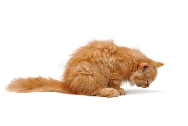 Cat eating stock photo. Image of wild, animal, yellow, wildlife - 735954