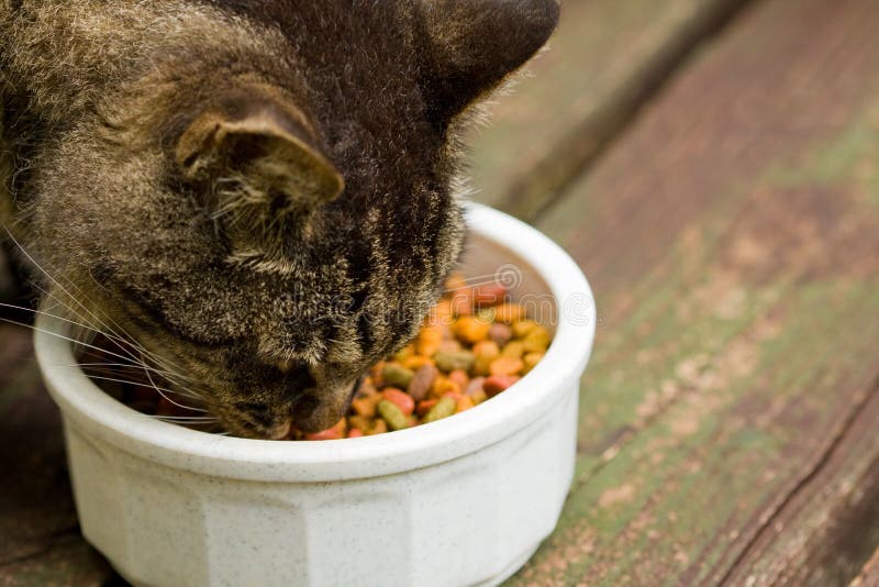 Cat Eating stock photo. Image of chow, tabby, consume - 7429582