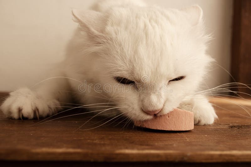 Cat eating stock image. Image of beautiful, alert, kitty - 34556477