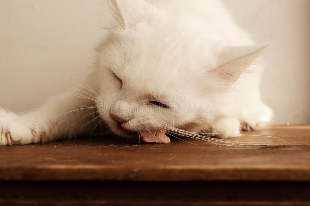 Cat eating stock image. Image of people, mammal, pedigree - 34570297