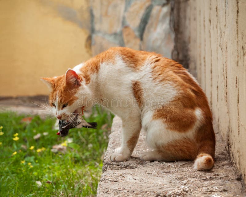 A Cat Eating a Bird it Has Caught. a Bird in Cat`s Mouth Stock Image ...