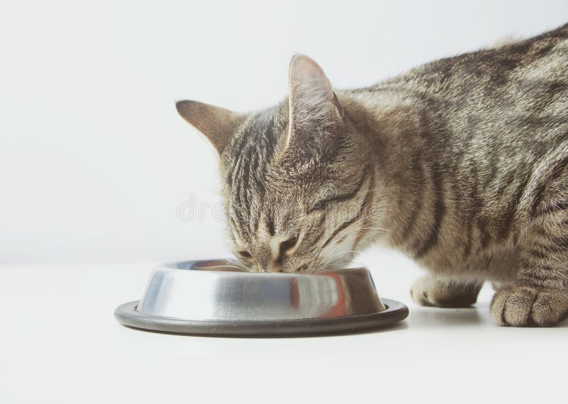 Cat eating from the bowl stock image. Image of gray, striped - 90634005