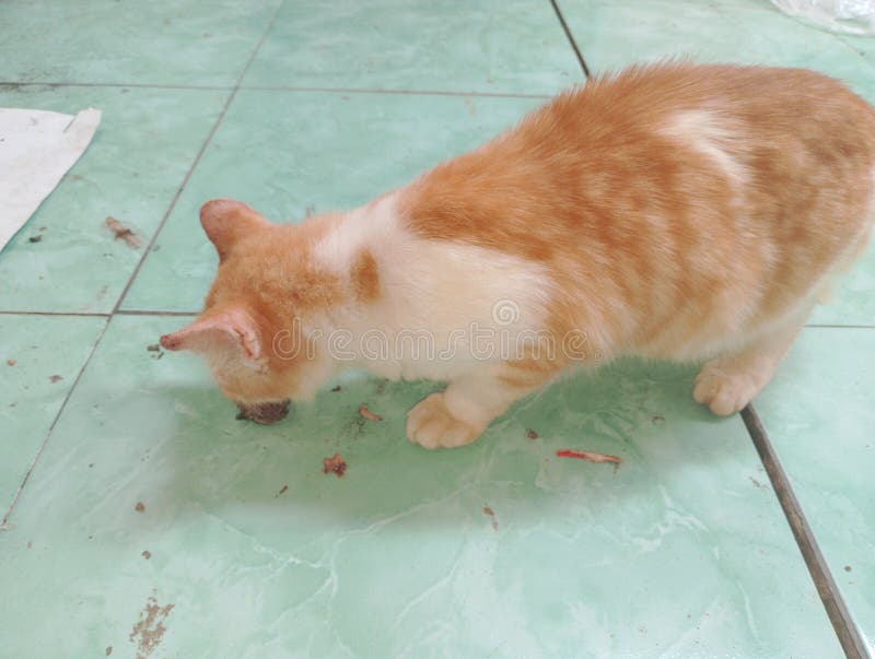Cat Eating Catfish for Lunch Stock Photo - Image of lunch, eating ...