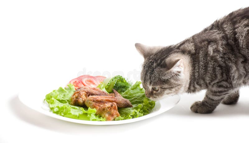 Cat eating chicken wings stock image. Image of poultry - 27666651