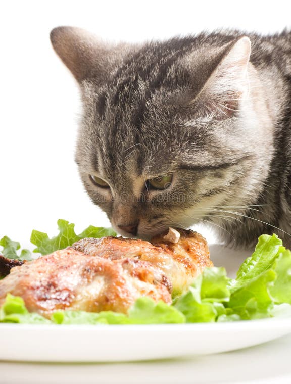 Cat eating chicken wings stock image. Image of eyes, domestic - 27666677