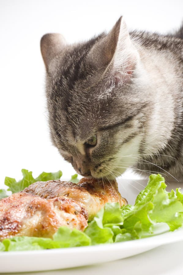 Cat eating chicken wings stock photo. Image of dinner - 31703692