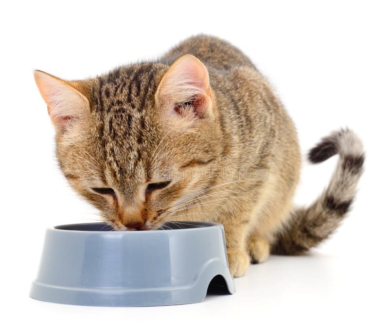 Cat eating dry food stock image. Image of feline, mammals - 172613909