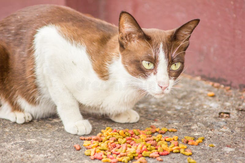 Cat eating stock photo. Image of canine, biscuit, puppy - 55789918