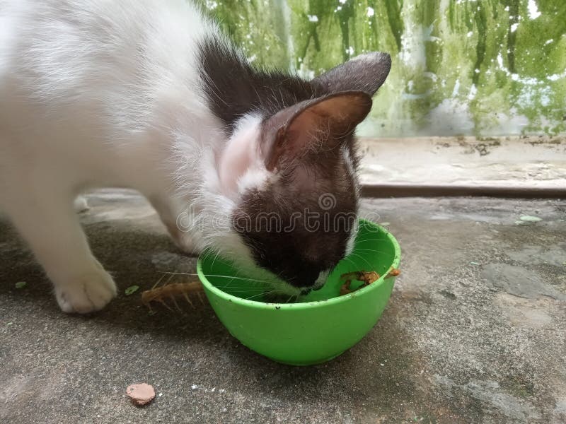 The Cat Eating Fish stock photo. Image of fish, kitten - 270669180