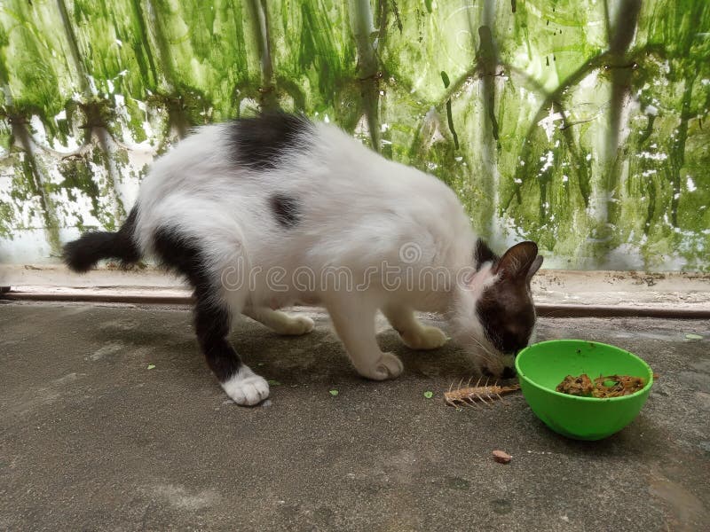 The Cat Eating Fish stock image. Image of kitten, eating - 270669205
