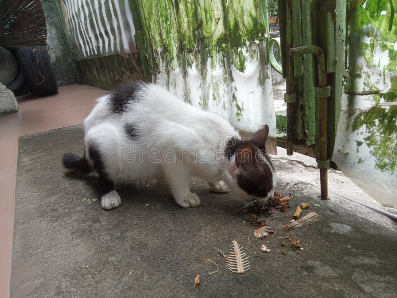 The Cat Eating Fish stock image. Image of mammal, wildlife - 270669279