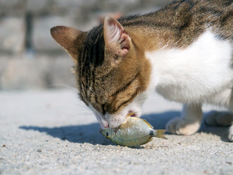 Cat is Eating Fish Outdoor. Close-up Stock Photo - Image of domestic ...