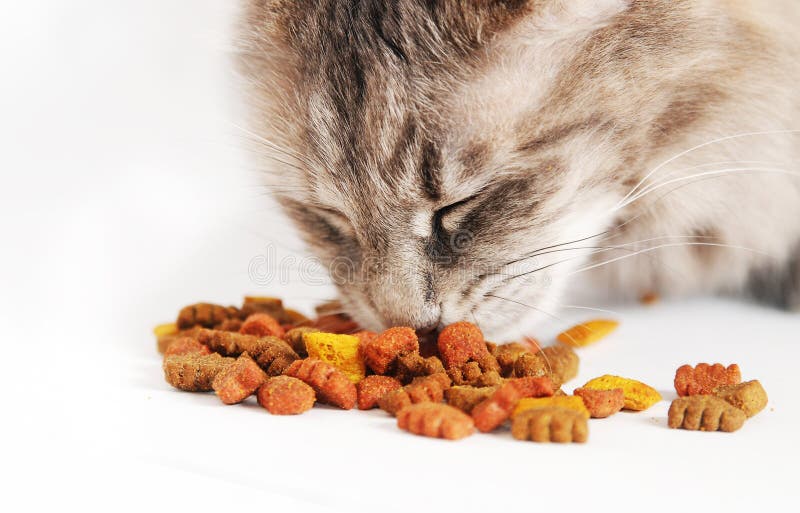 Cat eating food stock photo. Image of animal, eating - 29017640