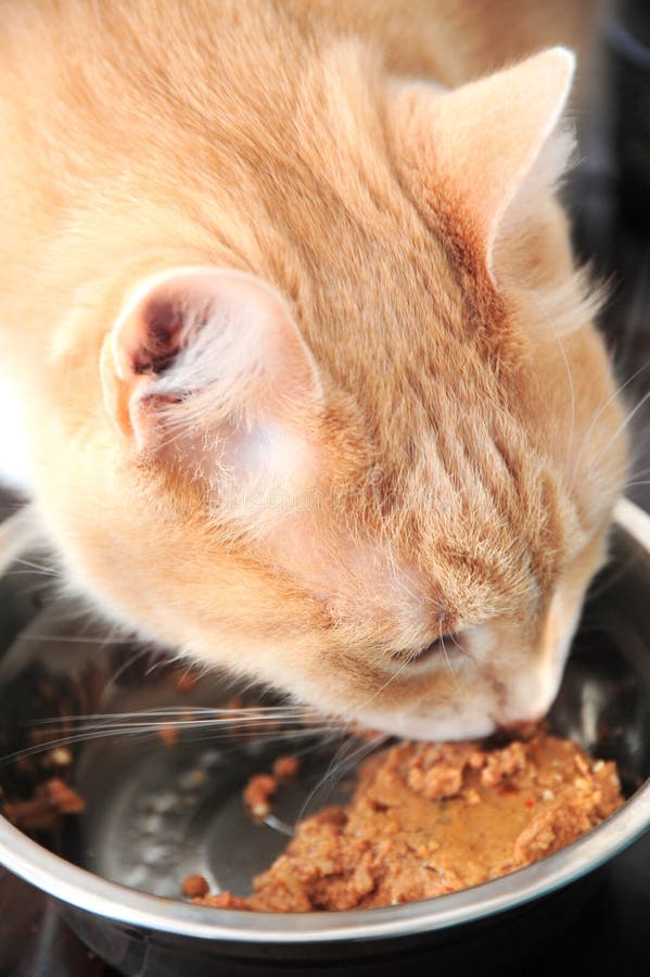 Eating cat stock photo. Image of nutrition, kitty, domestic - 9293408