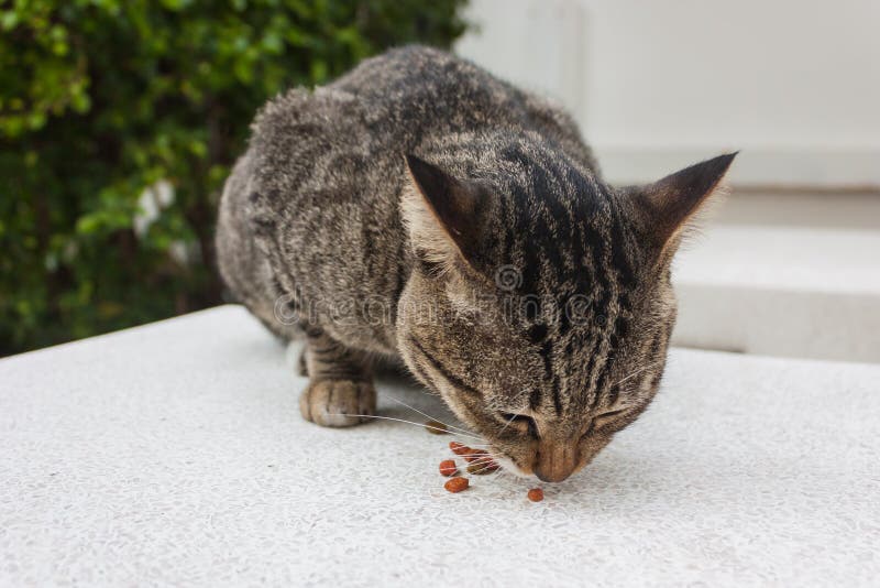 Cat Eating food stock photo. Image of health, healthy - 39723382