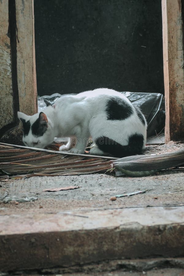 Cat Eating Garbage, Near Garbage Disposal, Stock Photo - Image of ...