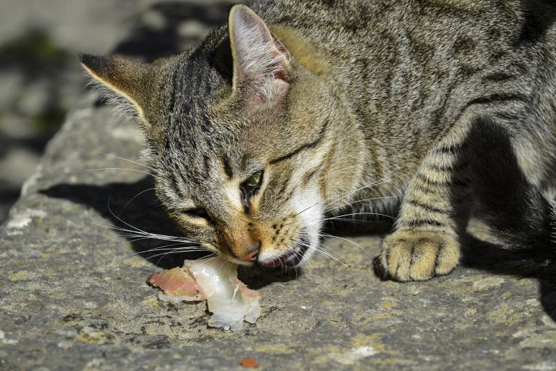 Cat eating ham stock photo. Image of animal, brown, shadow - 108540064
