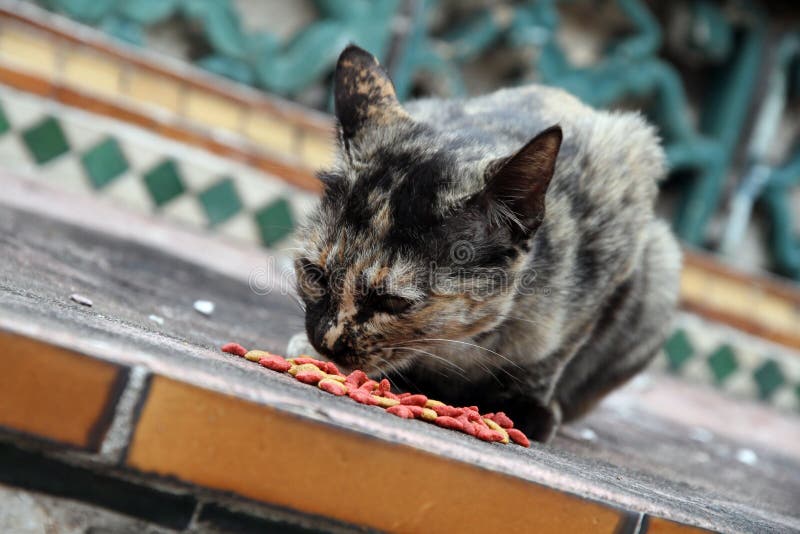 905 Cat Eating Kibble Stock Photos - Free & Royalty-Free Stock Photos ...