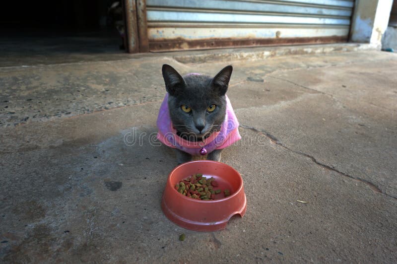 Cat eating lunch stock photo. Image of close, pellet - 44627296
