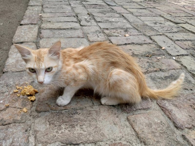 Cat Eating Meal, Yellow Cat Stock Photo - Image of meal, eating: 224305448