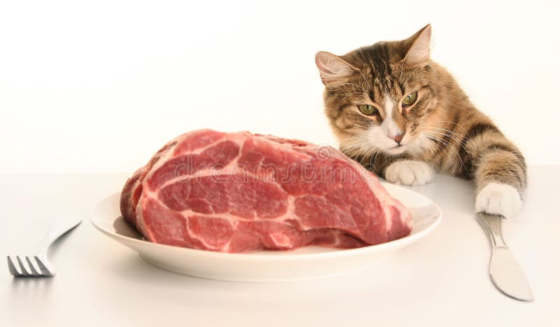 Cat Eating Meat Royalty Free Stock Photography - Image: 20877557