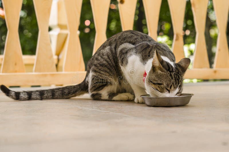 Cat eating stock image. Image of gray, closeup, grey - 42761351