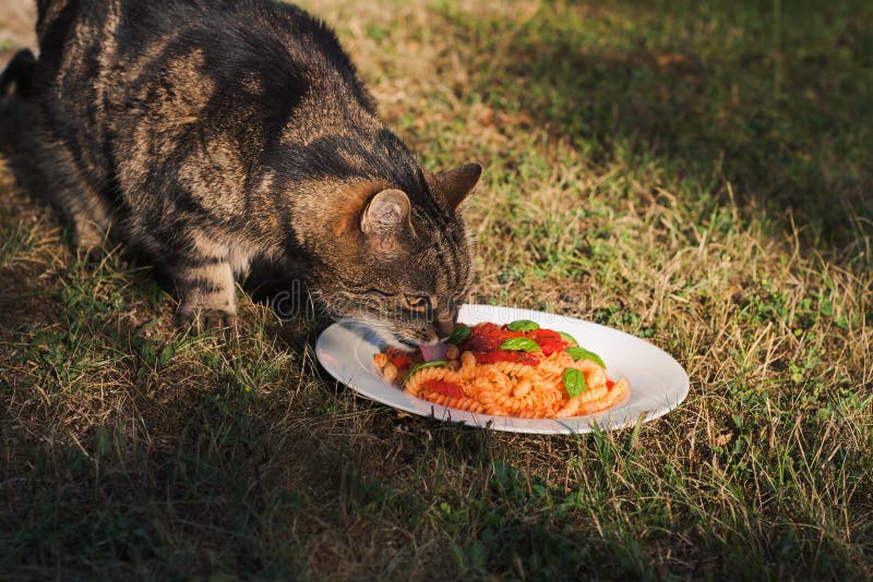 Cat eating pasta stock photo. Image of outside, tongue - 95413246