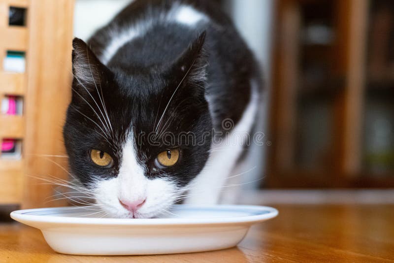Elegant Cat Finishing Its Meal Stock Image - Image of meal, furry ...