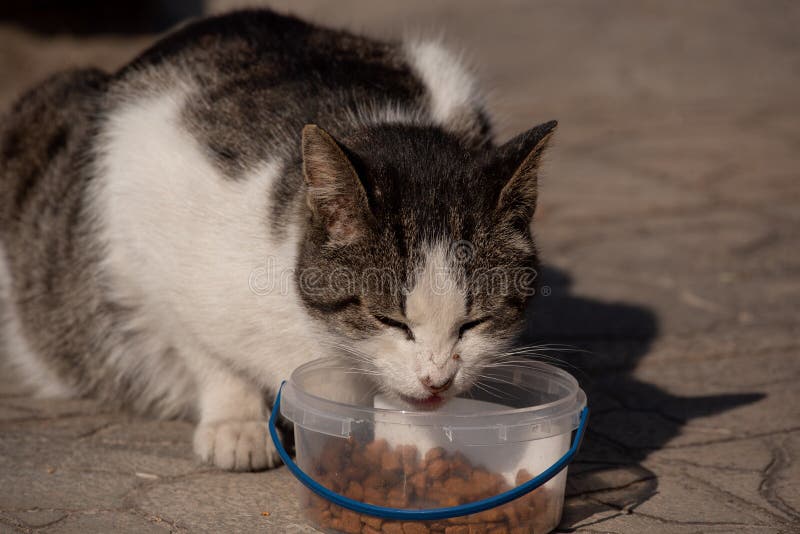 Cat Eating Pet Food. Cat Eating Stock Photo - Image of puppy, away ...