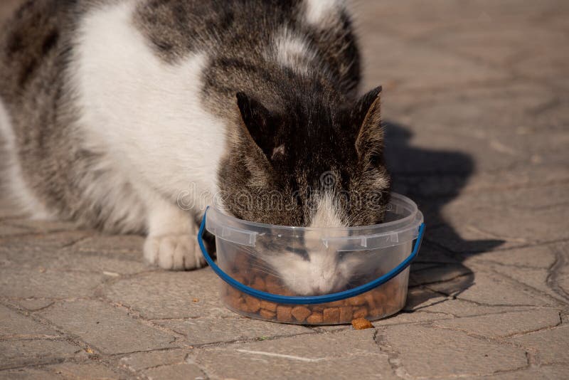 Cat Eating Pet Food. Cat Eating Stock Photo - Image of adorable, baby ...